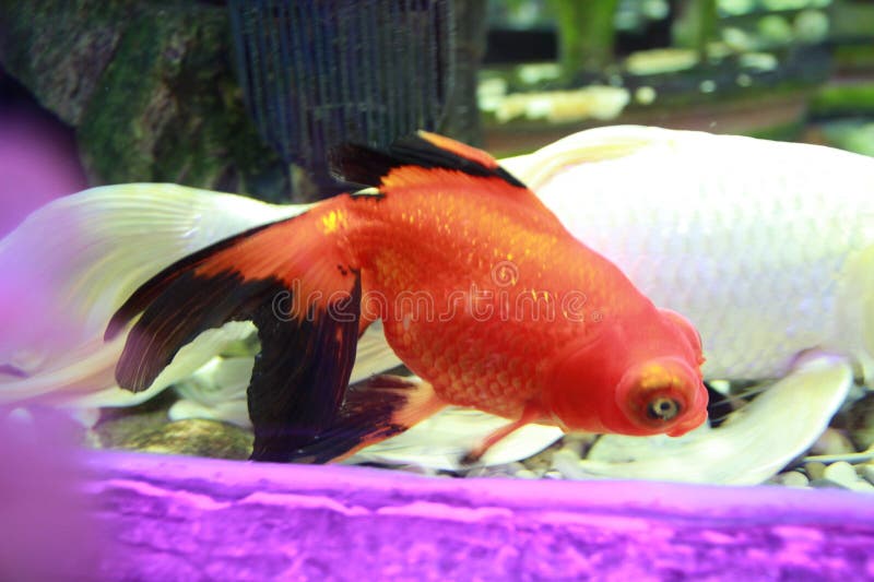 Orange Fish in the Aquarium, Underwater World. Aquarium Fish Comet ...