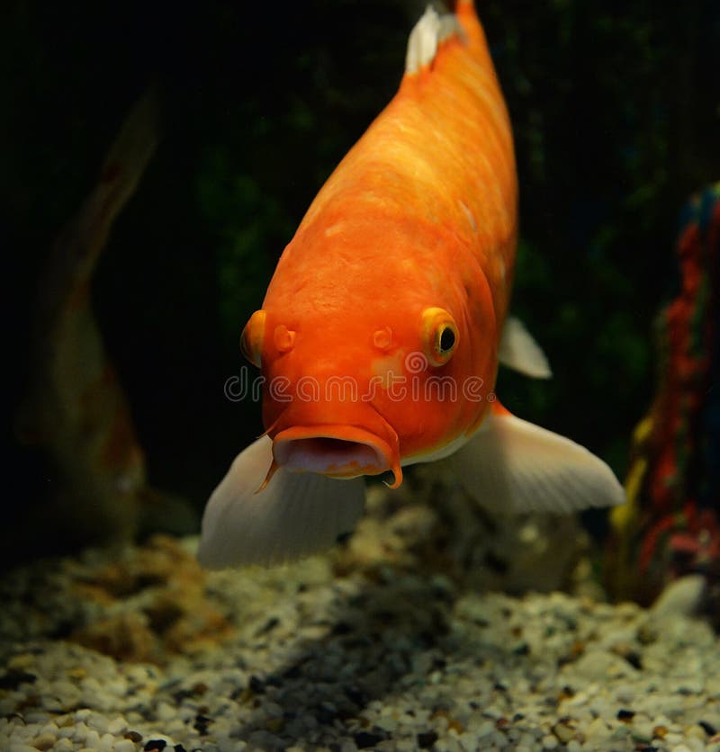 Orange Fish stock image. Image of aquarium, tropical - 53746863