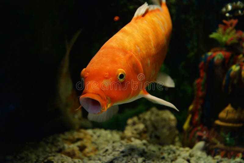 Orange Fish stock photo. Image of aquarium, bright, tank - 53746876