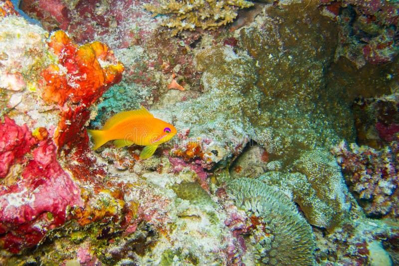 Orange fish at coral reef stock image. Image of habitat - 28980011