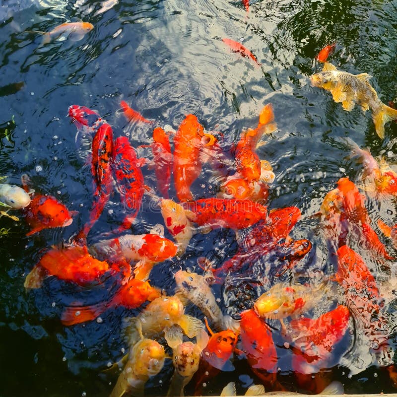 Fish crowd stock image. Image of colourful, crowd, orange - 267702505