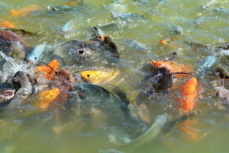 Orange Fish eating stock photo. Image of water, agriculture - 48085456