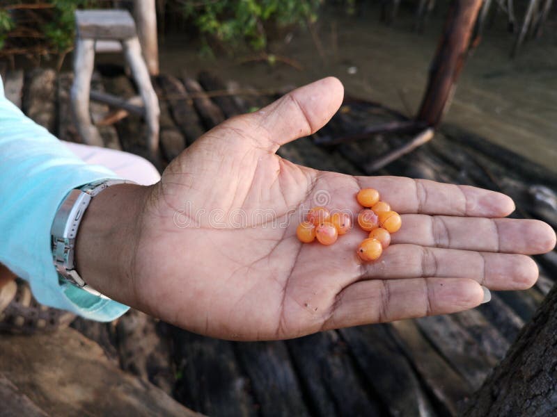 Orange Fish Eggs in Man Hand Stock Photo - Image of healthy, fish ...