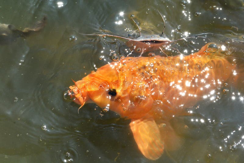 Orange Fish stock image. Image of market, pond, farm - 48085457