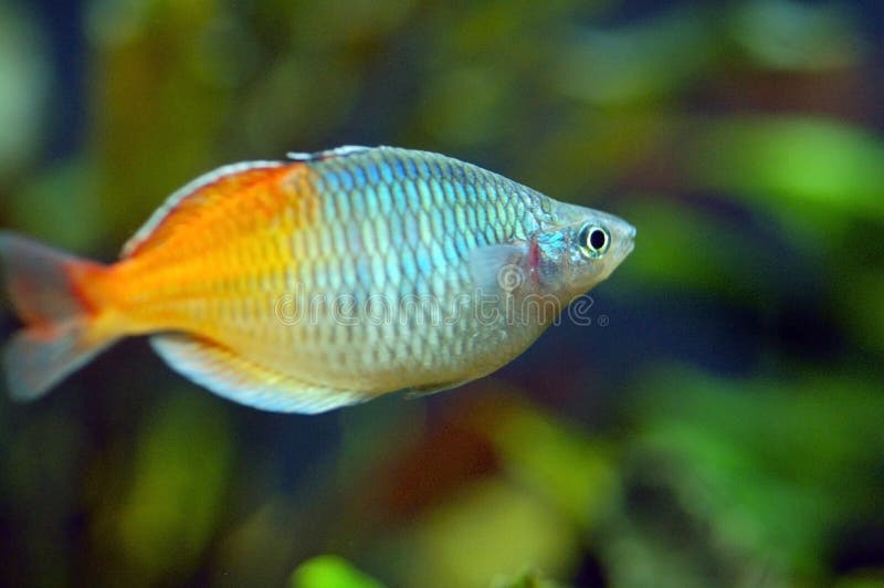 Spanner barb fish stock photo. Image of fish, puntius - 3988572