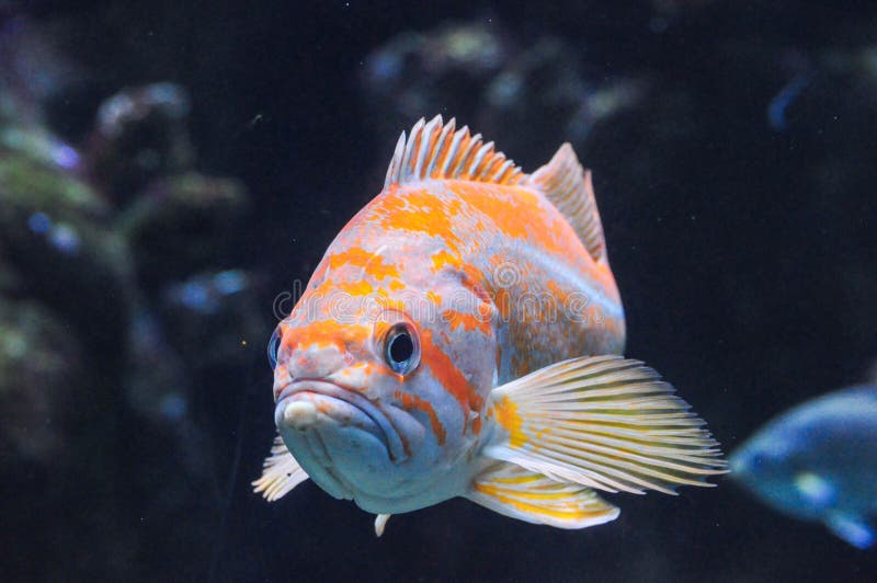 Orange Fish with Patterns Swimming in a Dimly Lit Aquarium Stock Photo ...