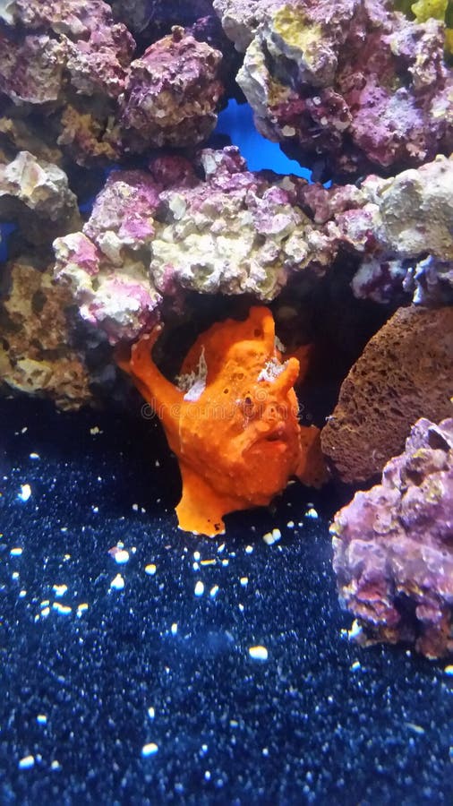 Orange fish stock photo. Image of underwater, coral, orange - 99462442