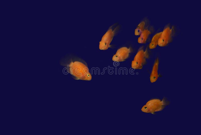 Orange fish stock photo. Image of background, swimming - 46356660