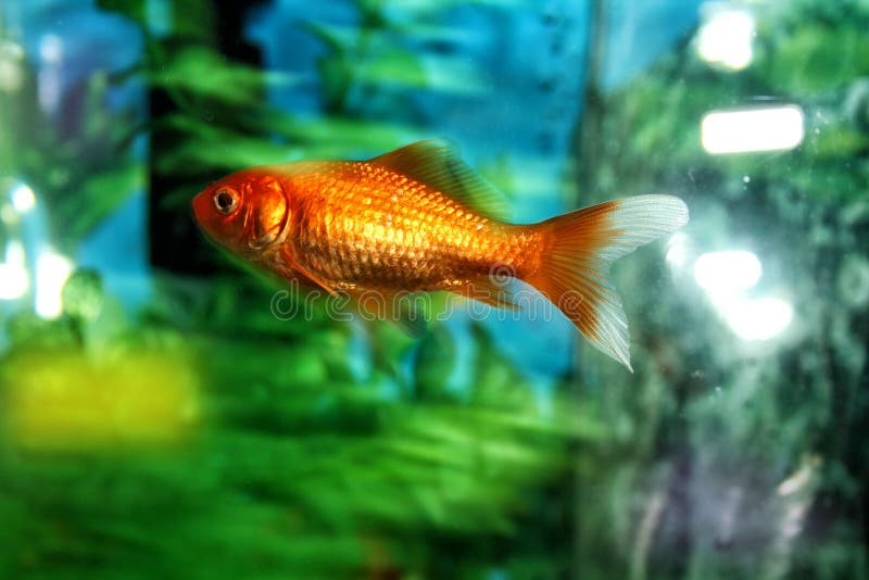 Orange fish stock photo. Image of orange, water, side - 87779754