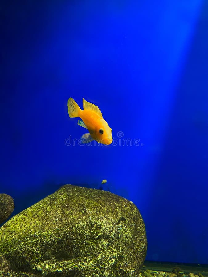 Orange fish stock image. Image of life, pretty, wild - 189613773