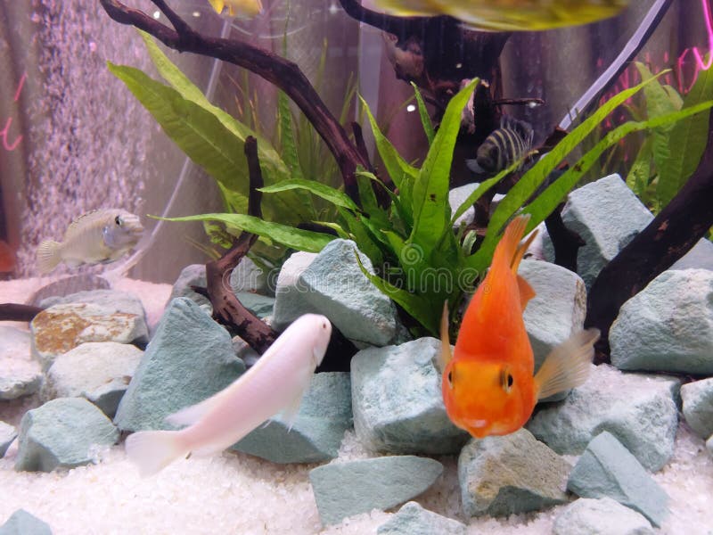 Orange Fish and White Fish in the Aqarium with Stone Stock Image ...