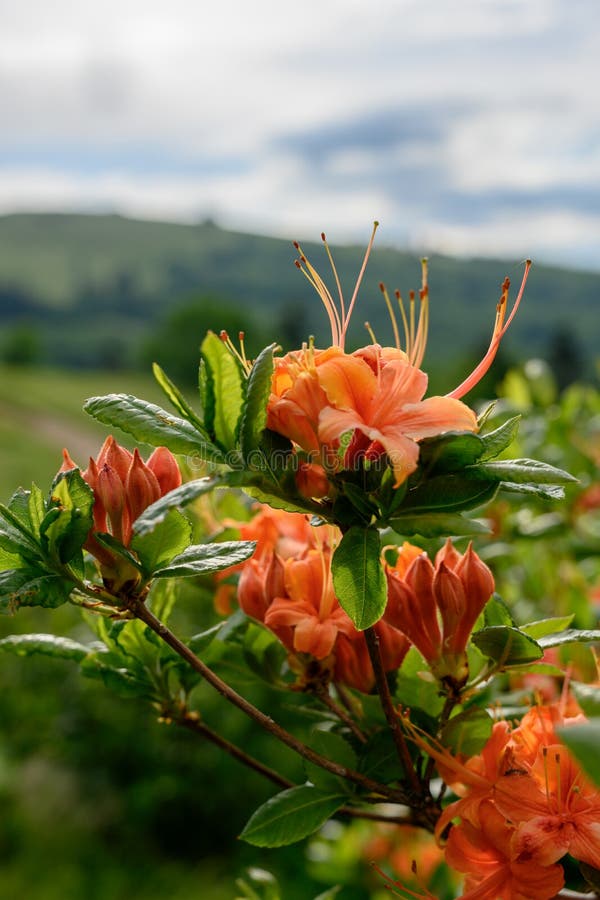 Orange Flame Azaleas Bloom in the Blue Ridge Mountains Stock Image ...