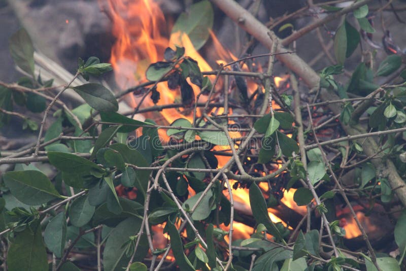 Orange Flames Flickering in a Fire Stock Photo - Image of blaze ...