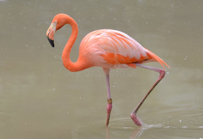 Orange Flamingo stock image. Image of legs, water, flock - 21716787