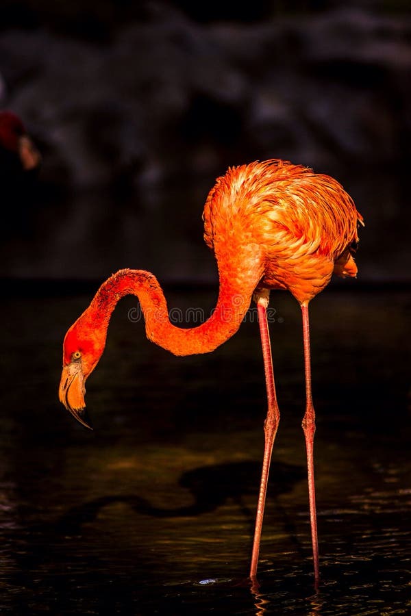 Orange Flamingo 2 stock photo. Image of staring, shadow - 53139372