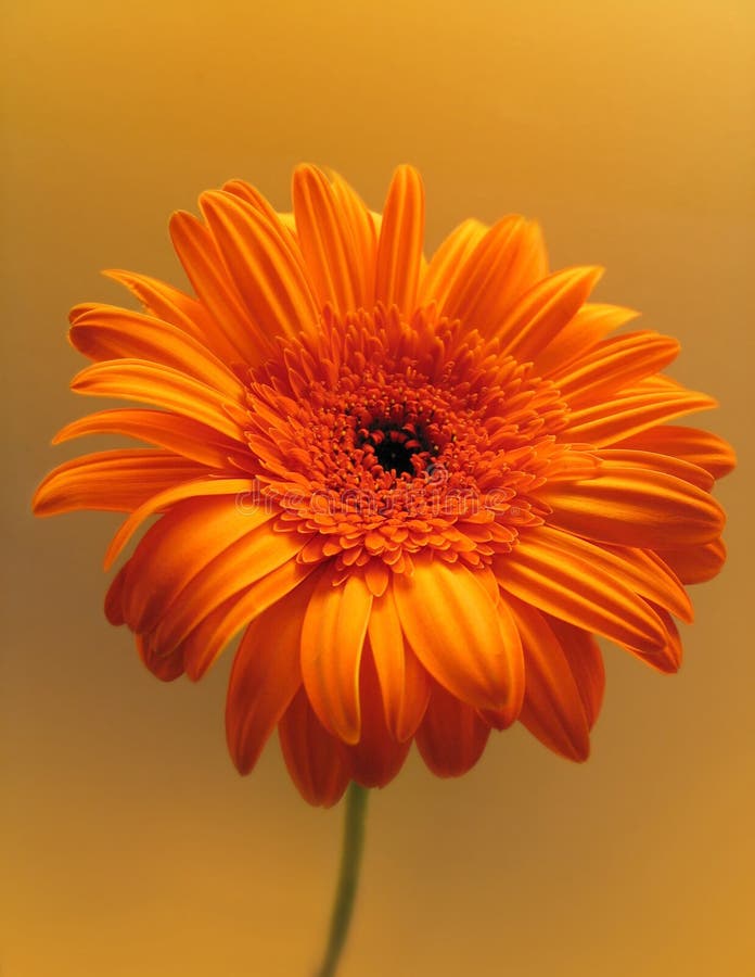 Orange flower stock image. Image of green, gerbera, leaf - 134759