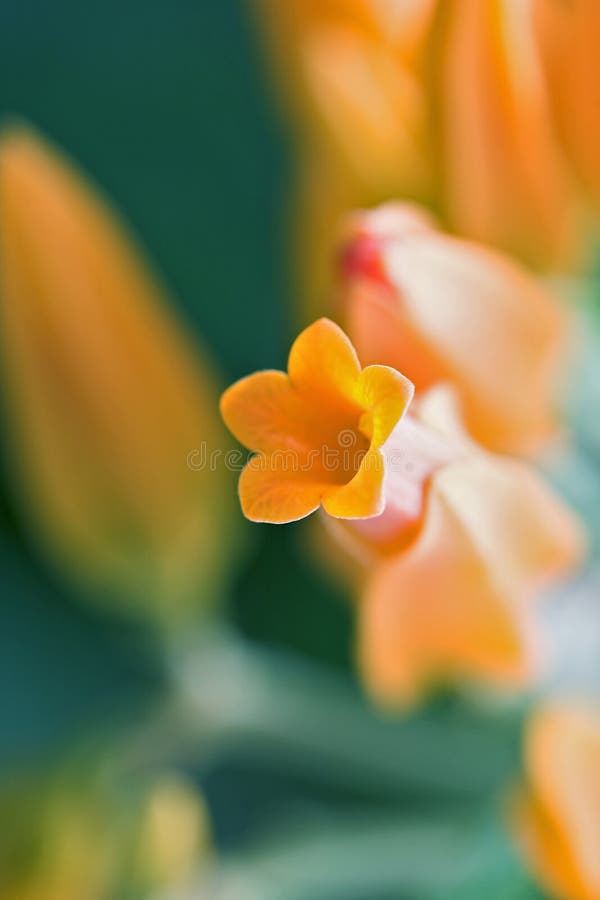 Pure flower stock image. Image of color, petal, calix, nature - 627