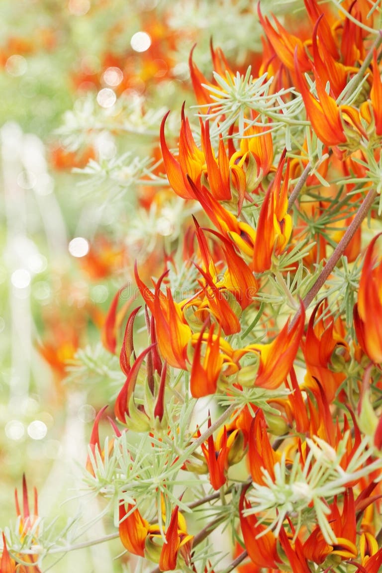 1,111 Fire Lotus Flower Stock Photos - Free & Royalty-Free Stock Photos ...