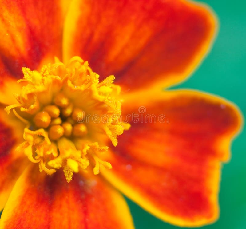 Orange flower stock image. Image of flower, natural, spring - 26192601