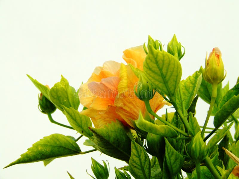 Orange flower stock image. Image of natural, orange, colorful - 3006585