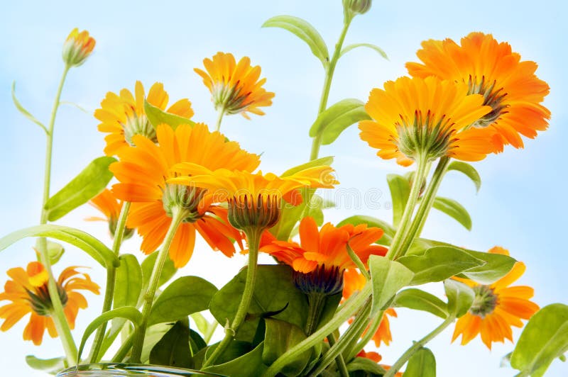Orange flower stock image. Image of blue, orange, growth - 4542861