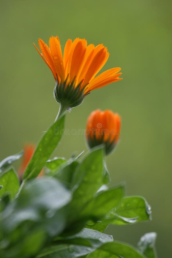 Orange flower. stock photo. Image of background, blossoming - 6665606