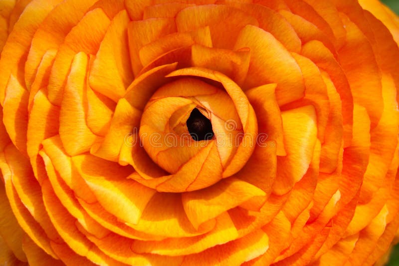 Orange flower stock image. Image of color, colorful, plant - 700431
