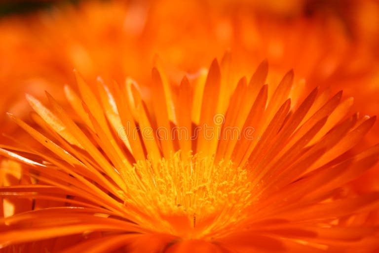 8,892 Thrive Flower Stock Photos - Free & Royalty-Free Stock Photos ...