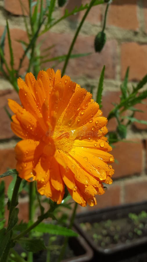 Orange flower stock image. Image of love, nice, orange - 95571531