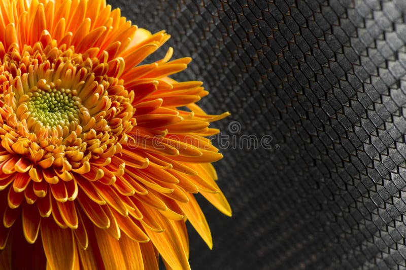 Orange Flower stock image. Image of calendar, nature - 35310665
