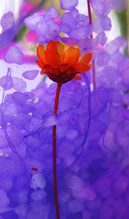 Orange Flower stock image. Image of abstract, floating - 32328965