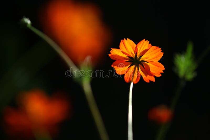 Orange flower stock photo. Image of blossom, aromatherapy - 89905976