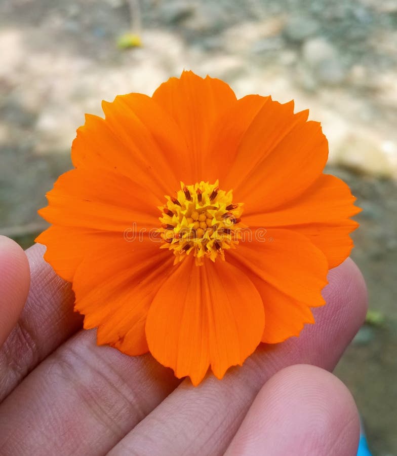 Orange Flower, Flower, Orange, Beautiful, Beautiful Flower, Rare Flower ...