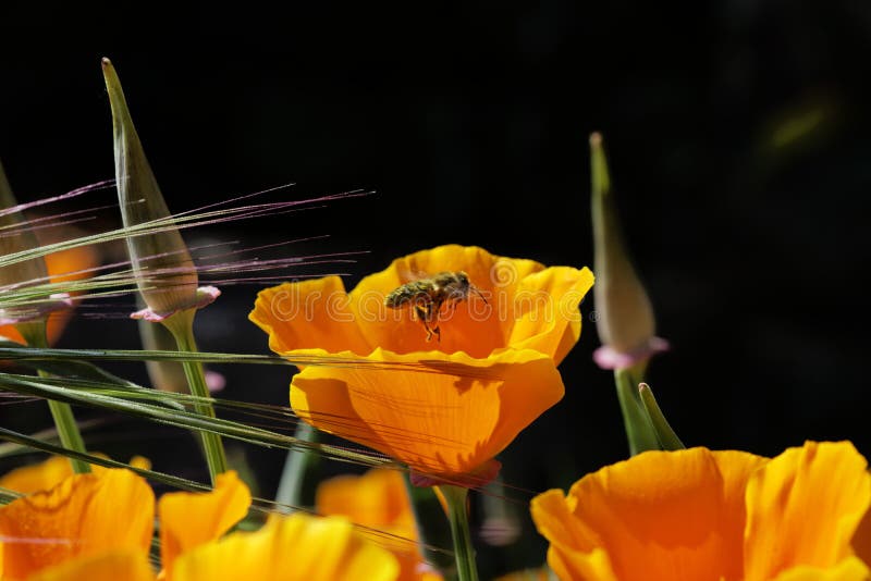Orange Flower on a Black Background Stock Photo - Image of background ...