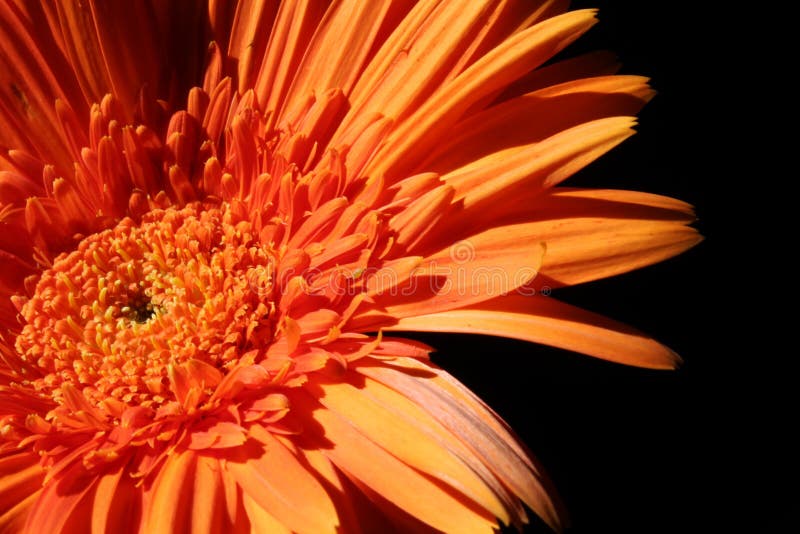 Orange Flower Black Background Stock Photo - Image of grasshopper ...