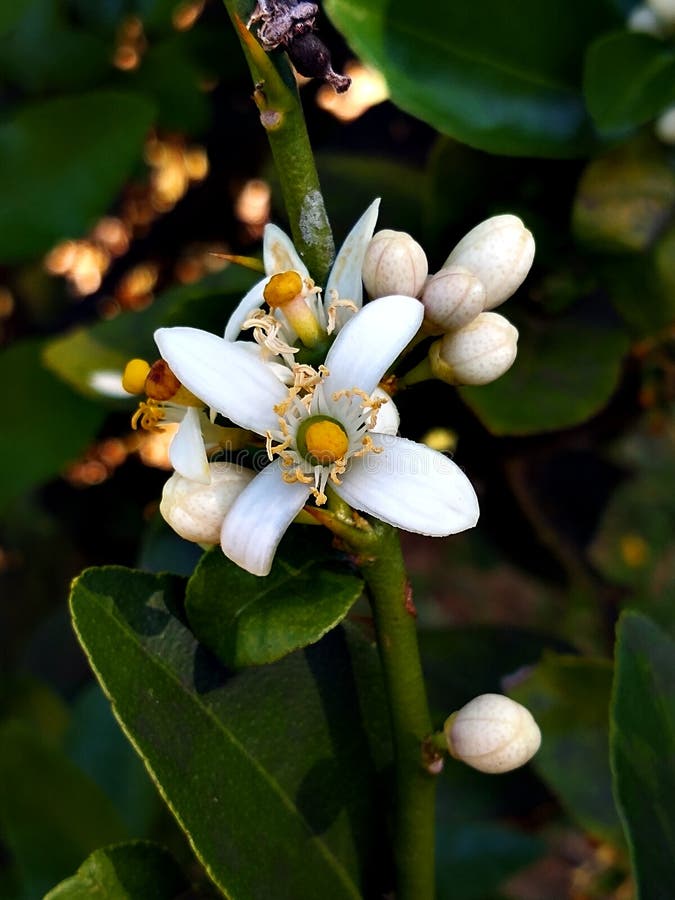 Orange Fruit Flower in Bloom Stock Photo - Image of fresh, lotus: 234668248