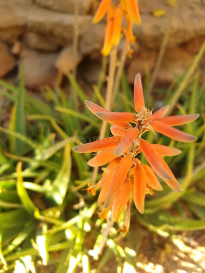 An orange flower bloom stock image. Image of meadow - 236233369