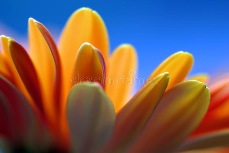 Orange Flower Blue Background Stock Image - Image of flowers, delicate ...