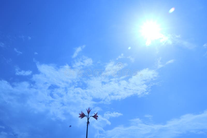 Orange Flower with Blue Color Sky during Sunrise Stock Photo - Image of ...