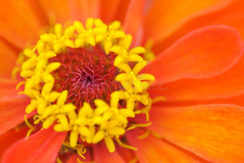 Orange flower stock image. Image of beauty, leaf, oriental - 31368221