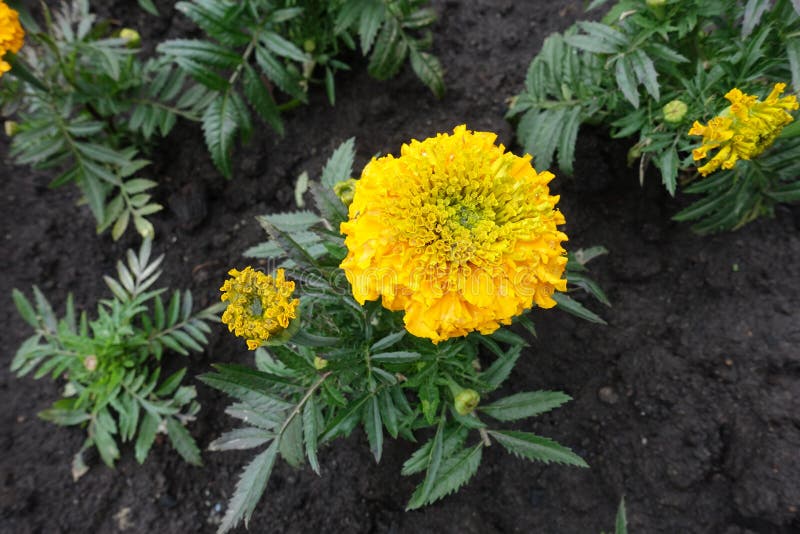 1 Orange Flower and Buds of Tagetes Erecta Stock Photo - Image of ...