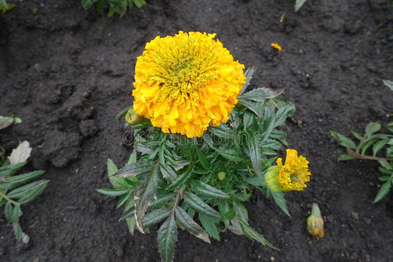 Orange Flower and Buds of Tagetes Erecta Stock Image - Image of erecta ...