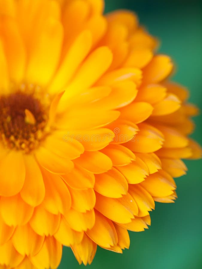 Calendula Background stock image. Image of nature, flower - 65262069