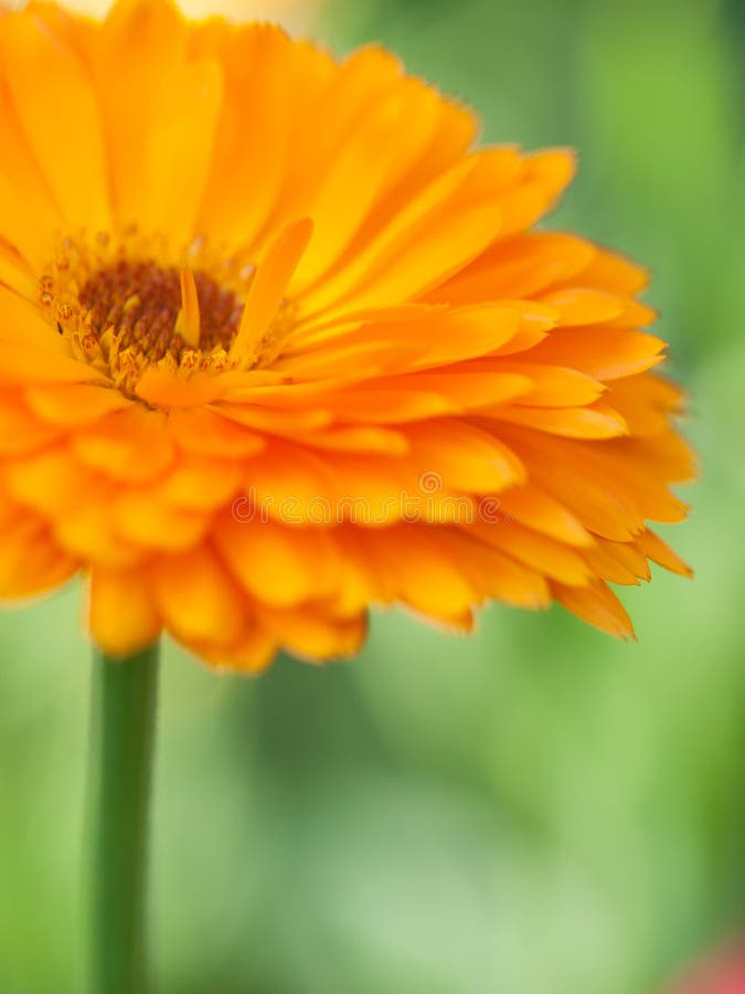 Calendula Background stock image. Image of nature, flower - 65262069