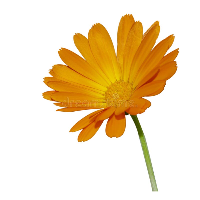 Flower of Calendula, Isolated on White Background Stock Photo - Image ...