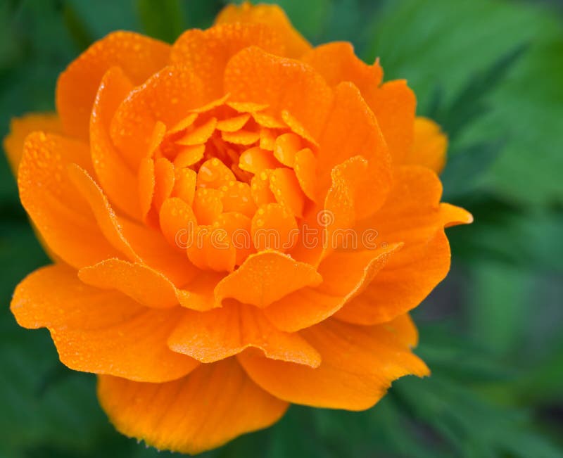 Orange Flower with Dew Drops Stock Image - Image of water, beautiful ...