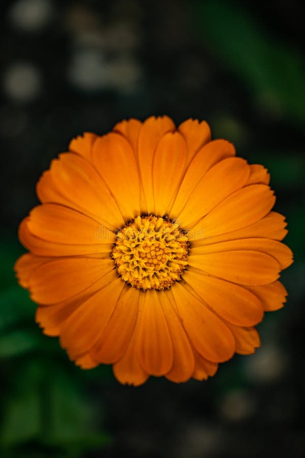 Diffuse background stock image. Image of herbal, leaves - 60439891