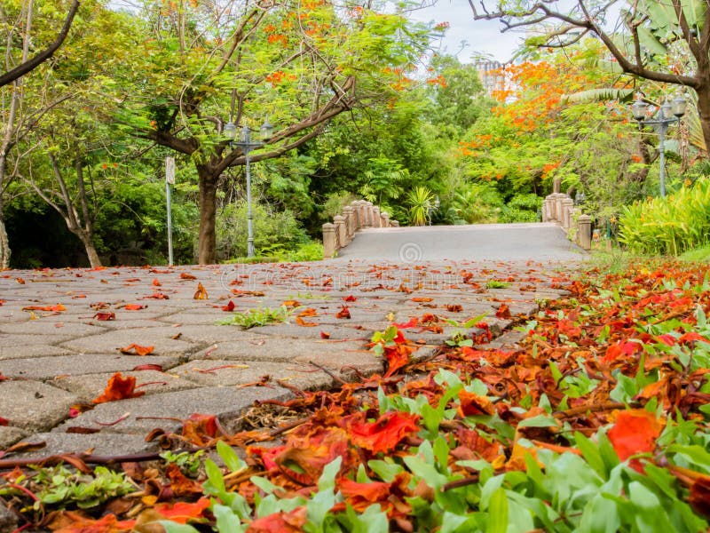 Orange Flower Fell on Ground Stock Image - Image of green, nature: 72929363