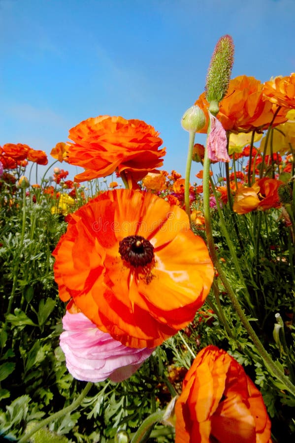 Orange Flower Field colors stock image. Image of pedals - 2856177