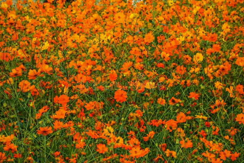 Orange flower field stock photo. Image of nature, flowers - 96462662